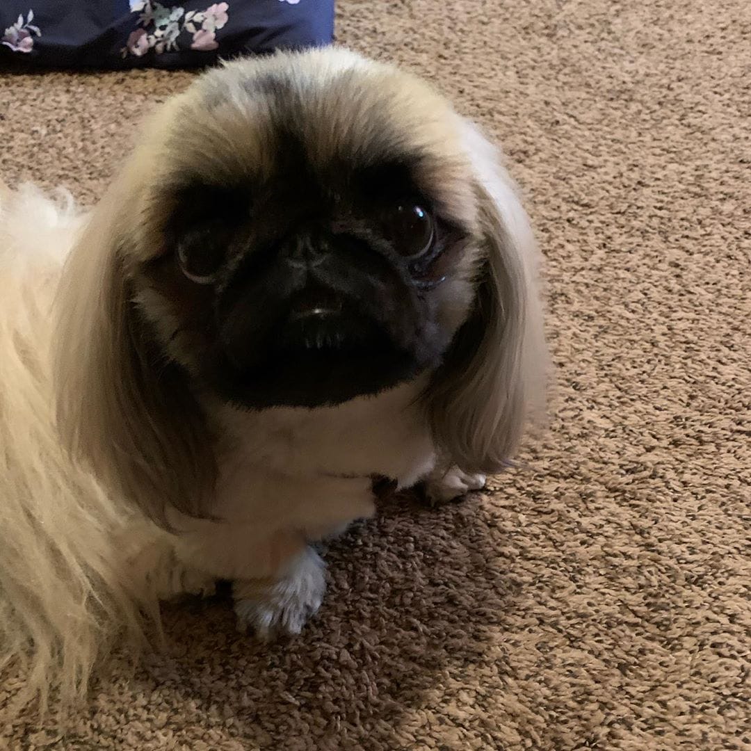 14 Delightful Facts About Pekingese - Page 2 of 4 - PetPress