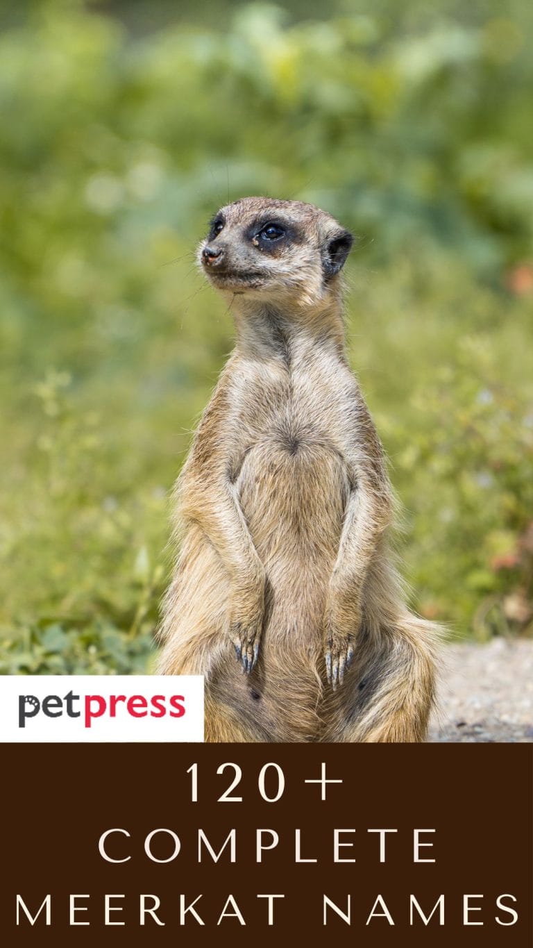 Top 200+ Meerkat Names: Unique and Cute Names for Your Meerkat