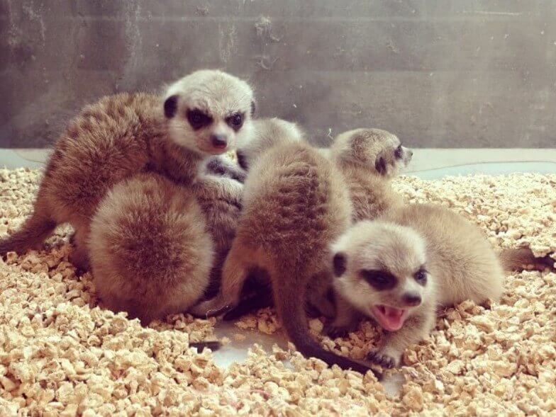 Top 200+ Meerkat Names: Unique and Cute Names for Your Meerkat