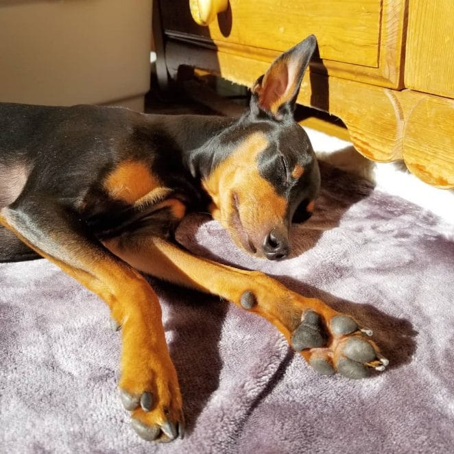 14 Interesting Facts About Miniature Pinschers - PetPress 14 Interesting Facts About Miniature Pinschers - PetPress
