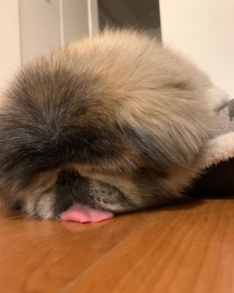 14 Delightful Facts About Pekingese - PetPress
