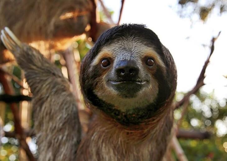 200+ Pet Sloth Names (Cute, Funny, Male, and Female Names)