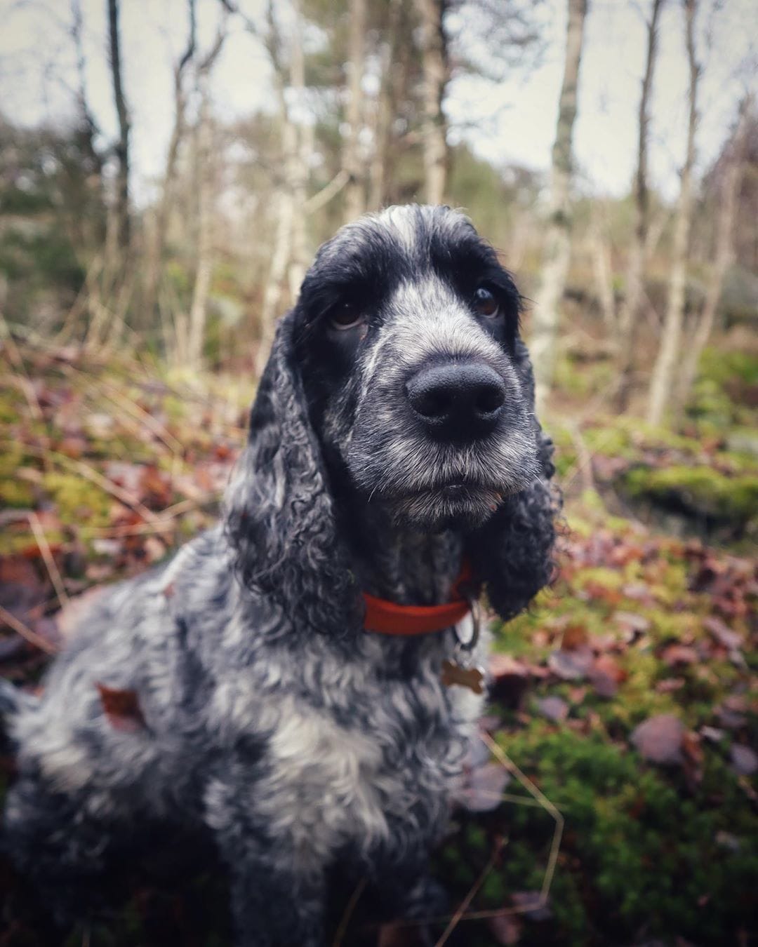 14 Adorable Facts About English Cocker Spaniels - PetPress