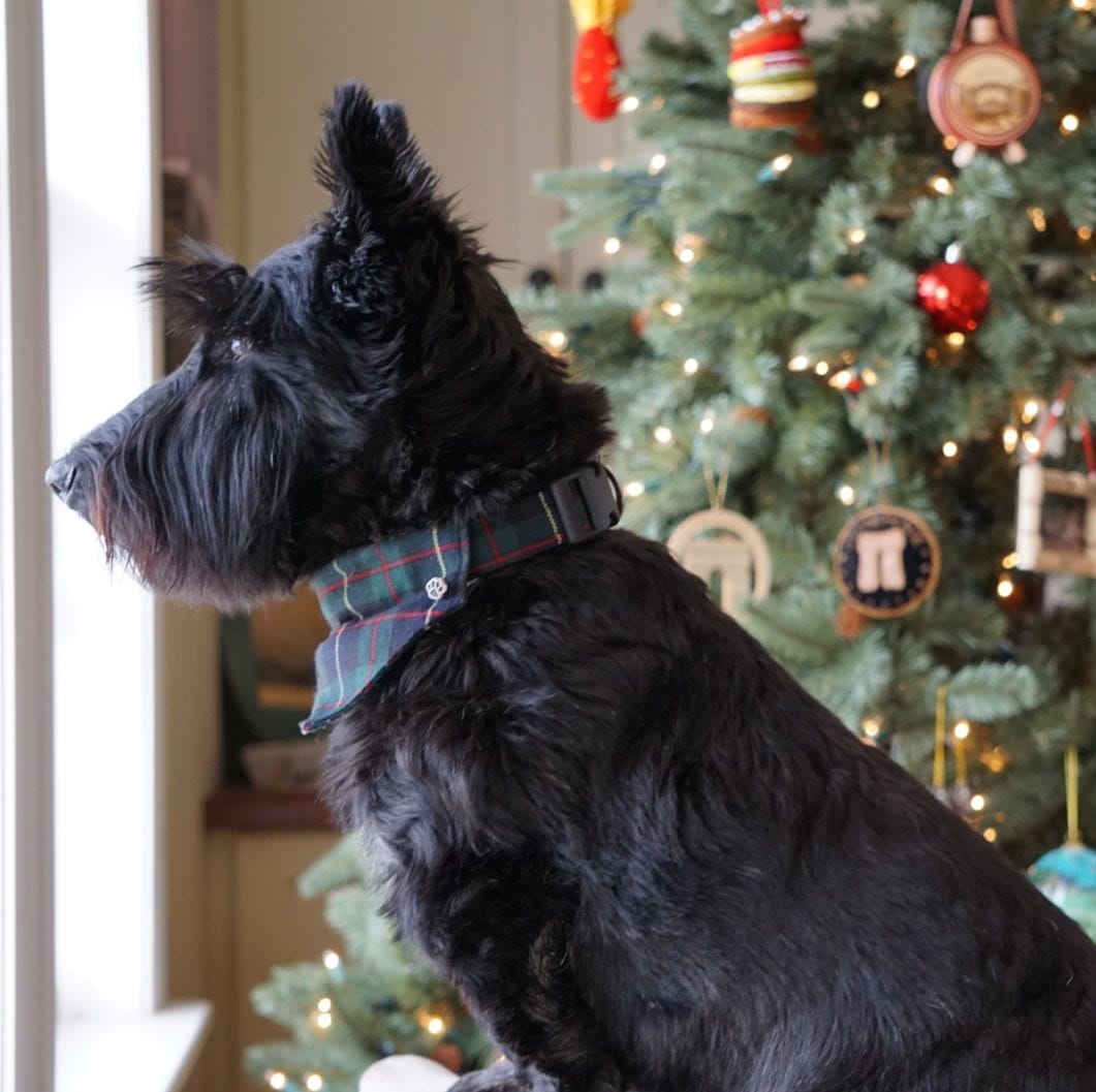 14 Interesting Things To Know About Scottish Terriers - PetPress