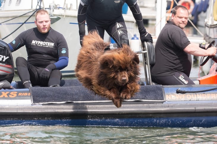14 Proofs That Newfoundlands are Great Rescue Dogs - PetPress