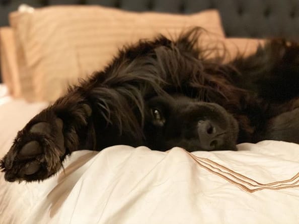 15 Funny Newfoundlands Sleeping in Hilarious Positions - PetPress