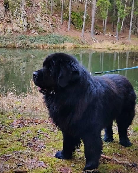 14 Proofs That Newfoundlands are Great Rescue Dogs - PetPress