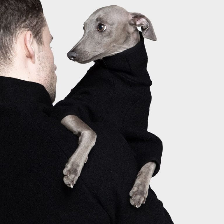 14 Elegant Facts About Whippets - PetPress
