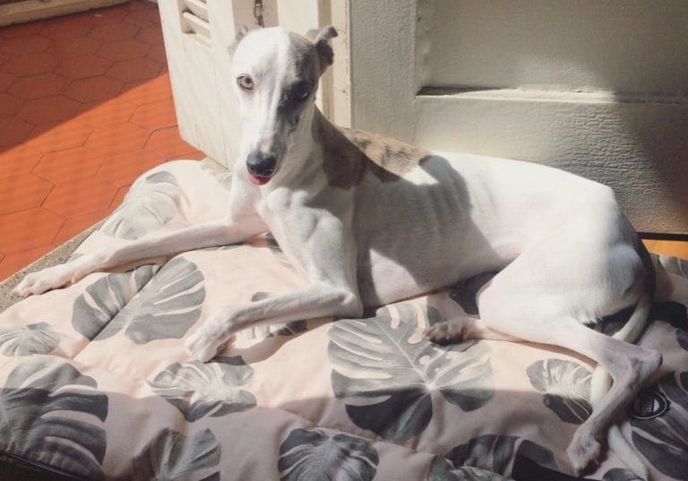 14 Elegant Facts About Whippets - PetPress