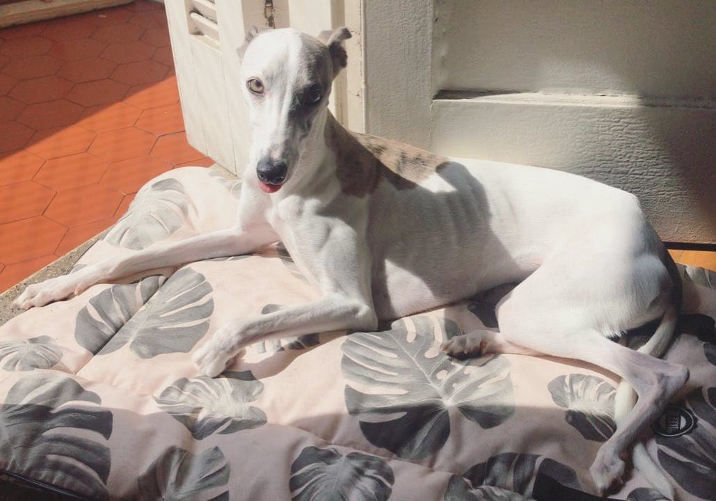 14 Elegant Facts About Whippets - PetPress