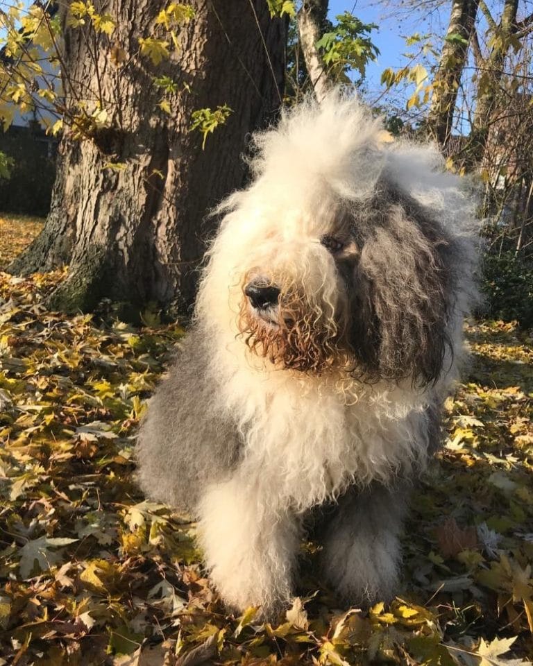 14 Magnificent Facts About Old English Sheep Dogs - PetPress