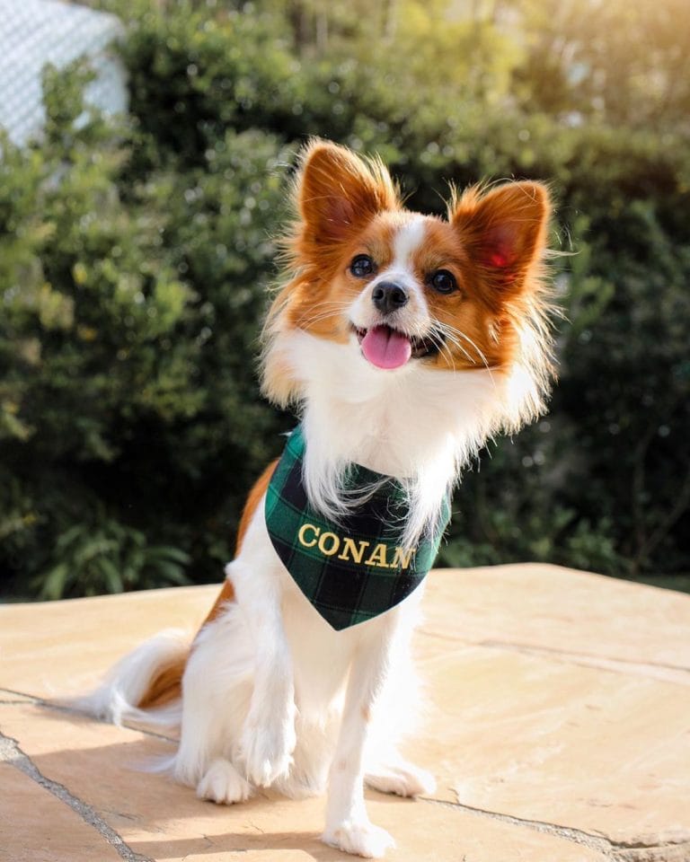 14 Magnificent Facts About Papillons - PetPress