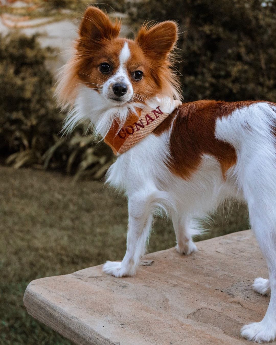 14 Magnificent Facts About Papillons - Page 2 of 4 - PetPress