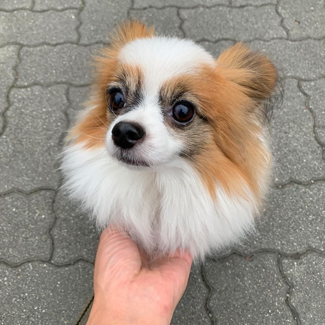 14 Magnificent Facts About Papillons - PetPress