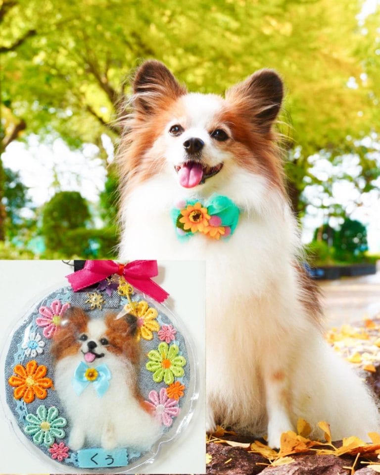 14 Magnificent Facts About Papillons - Page 2 of 4 - PetPress