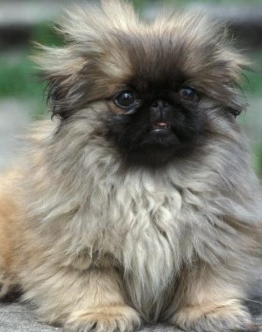 14 Funny Dog Memes That You Must Show to Your Friends Who Own ...