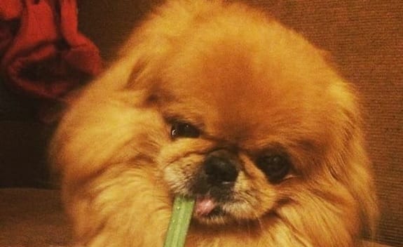 14 Funny Pekingese Pics That Will Make Your Day! - PetPress