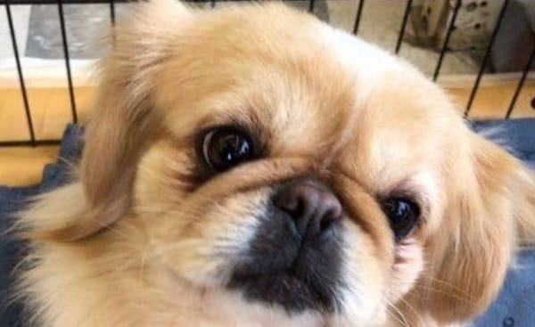 14 Pictures That Prove That Pekingese Is The Most Adorable Breed - PetPress