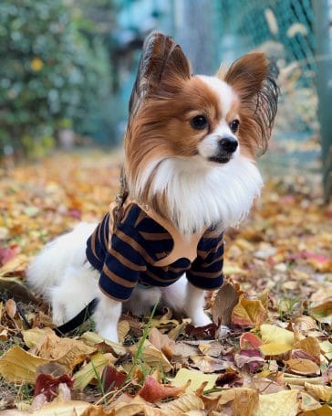 14 Magnificent Facts About Papillons - PetPress