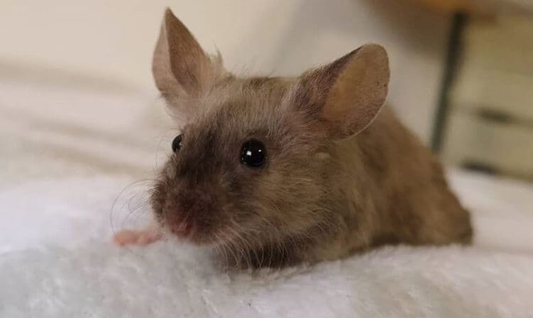 Mouse Names: Over 600 Cute And Funny Names For A Pet Mouse