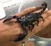 Top 150 Names Scorpions Names - Best Ways To Name Your Pet Scorpion ...