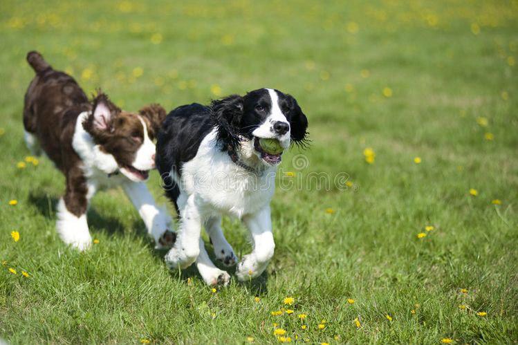 14 Springer Spaniels That Are The Weirdest Dogs In The World - PetPress