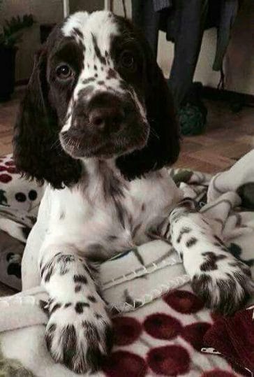 14 Springer Spaniels That Are The Weirdest Dogs In The World - PetPress