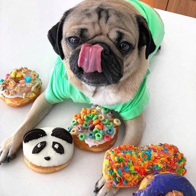 14 Best Outfits Of The Most Fashionable Dogs - Pugs - PetPress