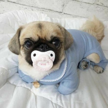 14 Best Outfits Of The Most Fashionable Dogs - Pugs - PetPress