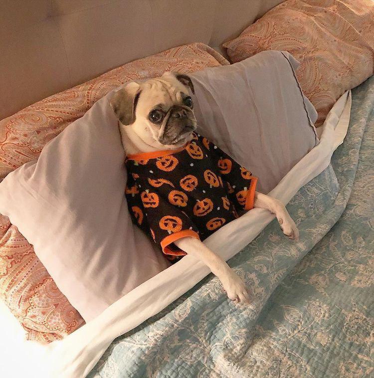 14 Best Outfits Of The Most Fashionable Dogs - Pugs - PetPress
