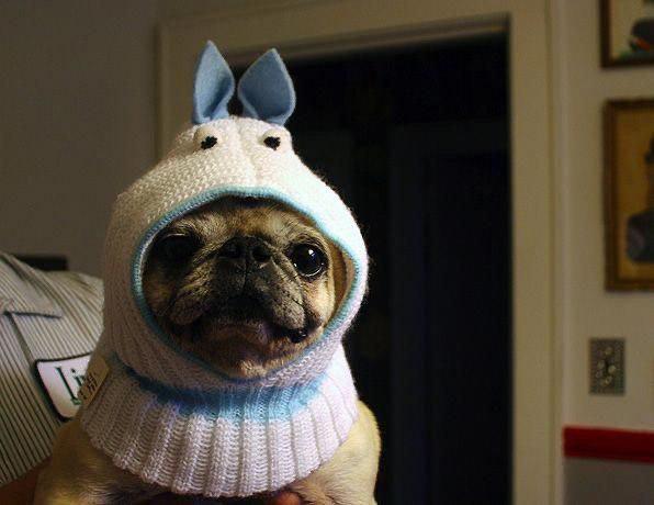 14 Best Outfits Of The Most Fashionable Dogs - Pugs - PetPress