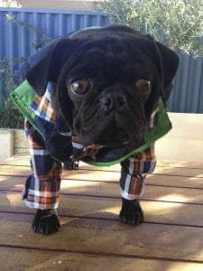 14 Best Outfits Of The Most Fashionable Dogs - Pugs - PetPress