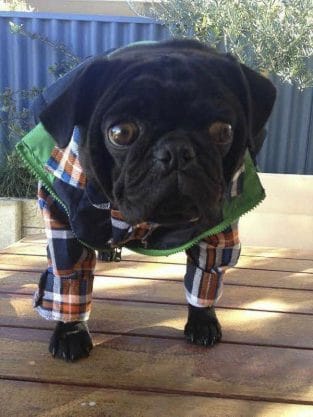 14 Best Outfits Of The Most Fashionable Dogs - Pugs - PetPress