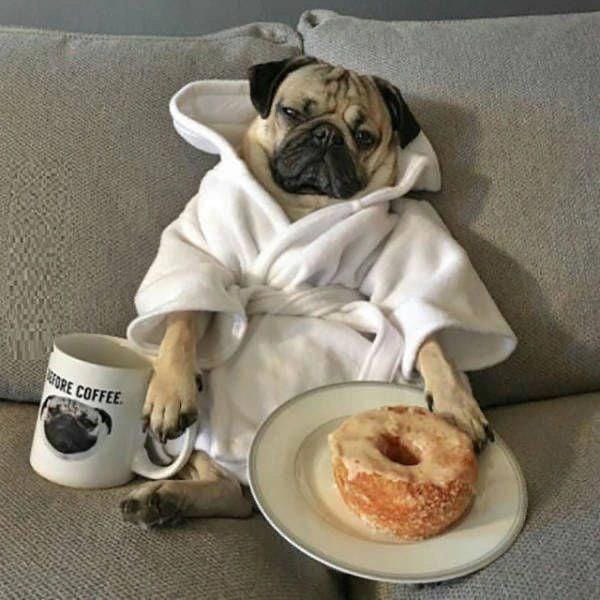 14 Best Outfits Of The Most Fashionable Dogs - Pugs - PetPress