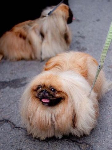 14 Pictures That Prove That Pekingese Is The Most Adorable Breed - PetPress