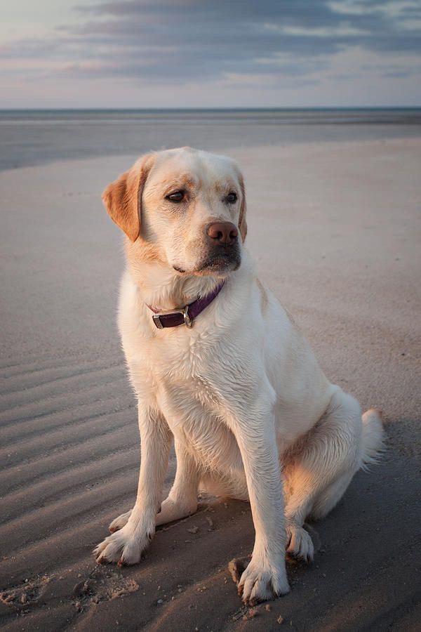 14 Things That Are Perfectly Normal For Labradors - Page 2 of 3 - PetPress