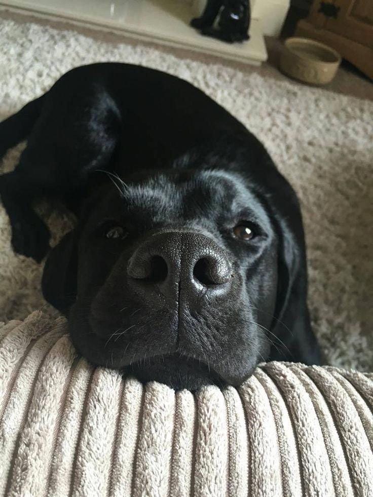 14 Things That Are Perfectly Normal For Labradors - PetPress