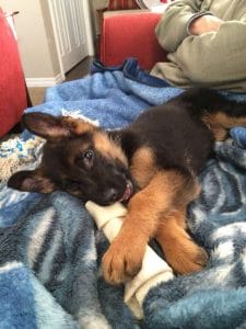15 Pictures That Prove German Shepherds Are Perfect In Every Way - PetPress