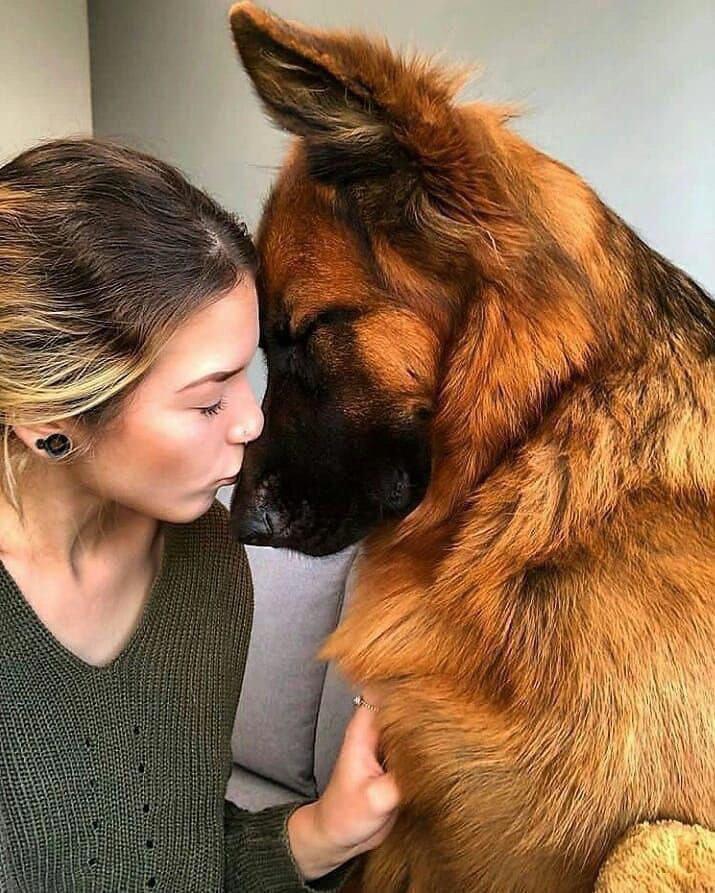 15 Pictures That Prove German Shepherds Are Perfect In Every Way - PetPress