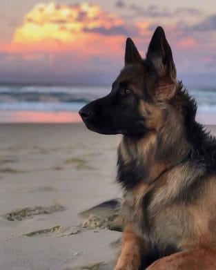 15 Pictures That Prove German Shepherds Are Perfect In Every Way - PetPress