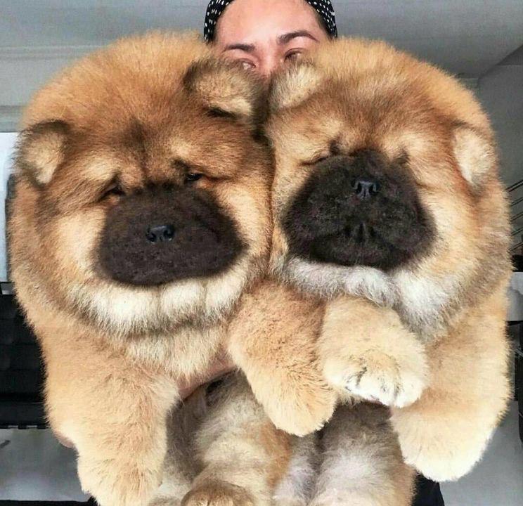 14 Adorable Chow Chows That Can Bright Your Day - Page 2 of 3 - PetPress