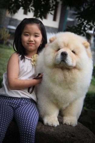 14 Adorable Chow Chows That Can Bright Your Day - PetPress