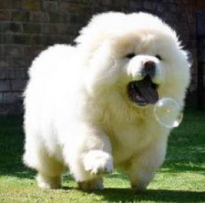 14 Adorable Chow Chows That Can Bright Your Day - PetPress