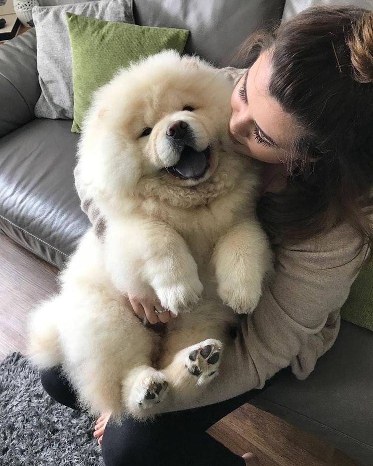 14 Adorable Chow Chows That Can Bright Your Day - PetPress