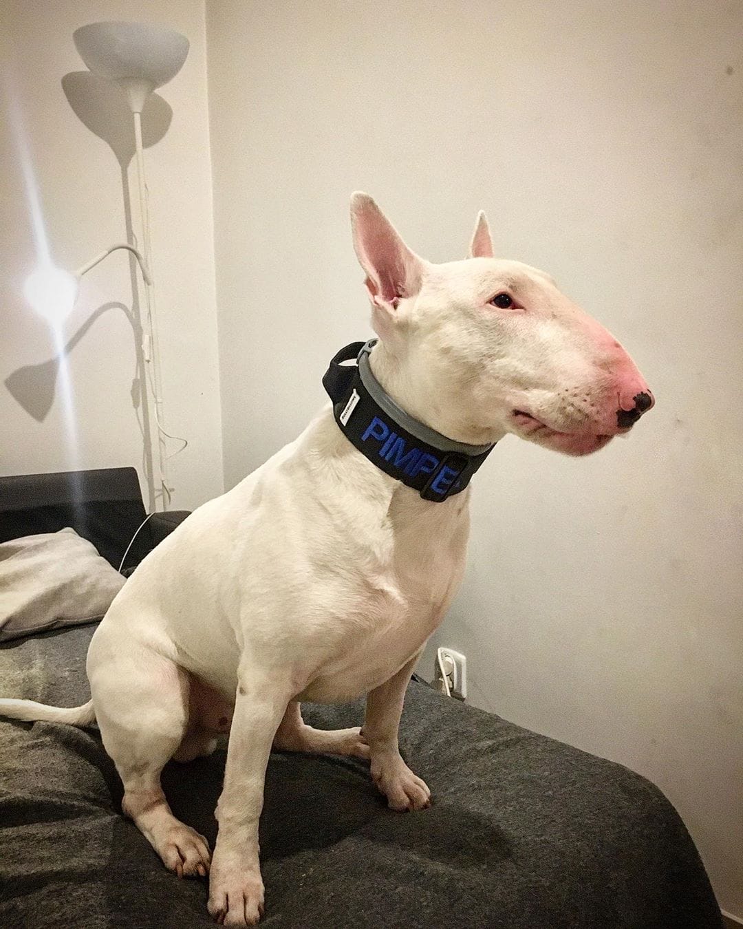 14 Wonderful Facts To Know About Bull Terriers - Page 2 of 4 - PetPress