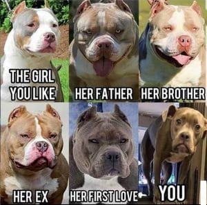 The 15 Funniest Pitbull Memes of the Week! - PetPress