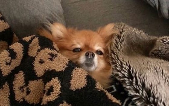 The 14 Funniest Pomeranian Memes That Will Brighten Your Day - Page 3 ...