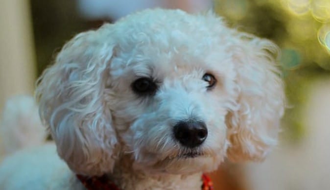 14 Reasons Why Poodles and Doodle Dogs Are Best Of The Best - PetPress
