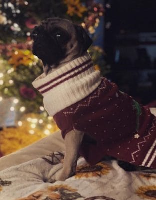 16 Pugs Who Are Ready for Christmas - PetPress