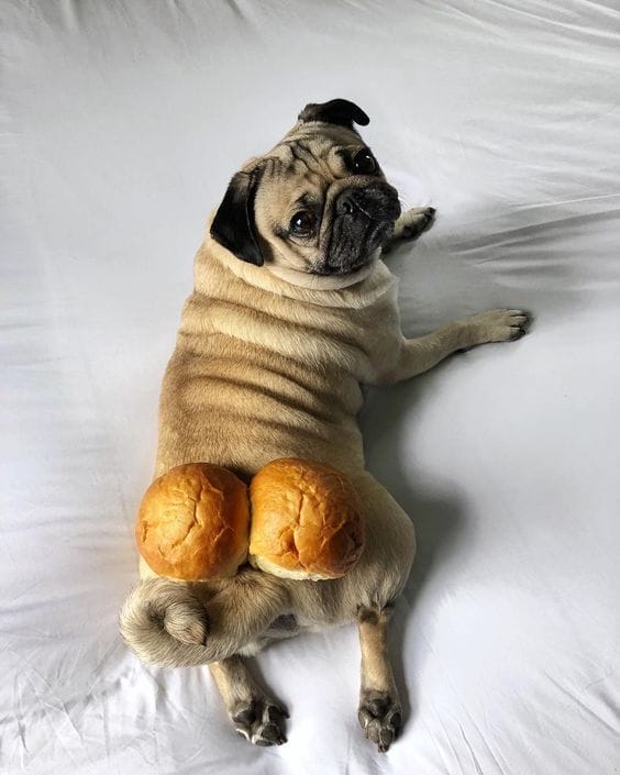 14 Funny Pugs to Cheer You Up - PetPress
